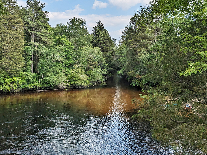 The amber waters of Cedar Creek create a perfect mirror for the towering pines, like nature's own Instagram filter before filters existed.