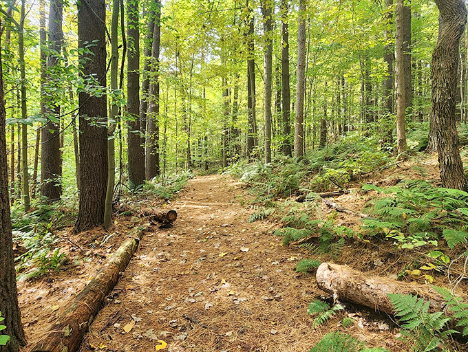 This isn't just a trail—it's Ohio's answer to Tolkien's Middle-earth, minus the orcs but with 100% more squirrels.