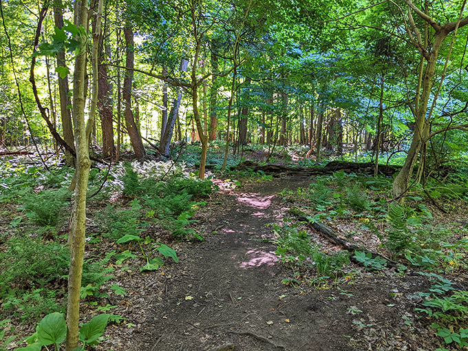 A trail that whispers rather than shouts, inviting explorers to discover what lies beyond each gentle curve.