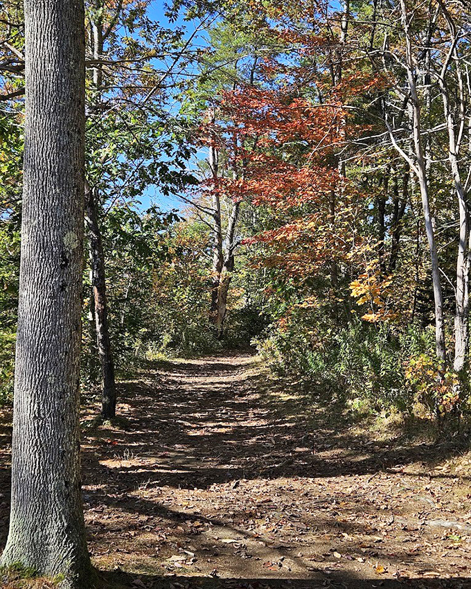 This autumn trail looks like nature hired a professional set designer who really understood the assignment perfectly.