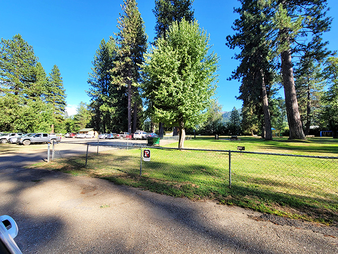 Those towering pines aren't just scenery; they're nature's air purifiers. One deep breath here equals a week of meditation elsewhere.
