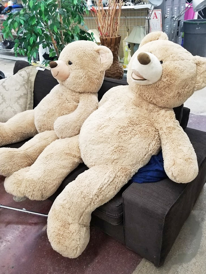 These oversized teddy bears have seen things. Now they're just waiting for someone to take them home and hear their stories.