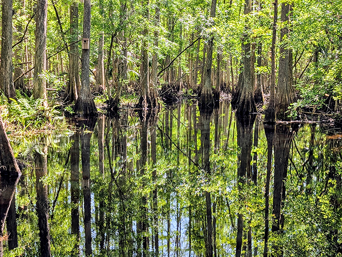 Highlands Hammock State Park's cypress swamps offer a primordial Florida experience. The reflections create optical illusions that would make M.C. Escher jealous.