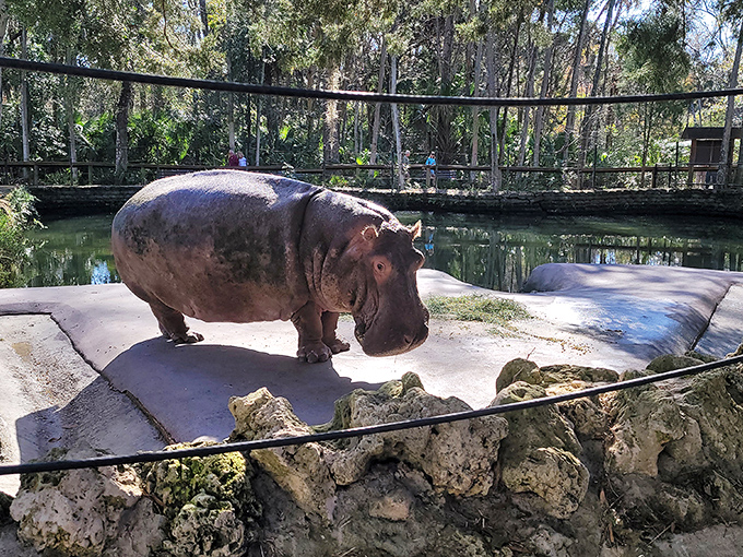 Lu the hippo, Florida's most famous non-native resident, showing off his impressive "I own this pool" stance to admiring visitors.