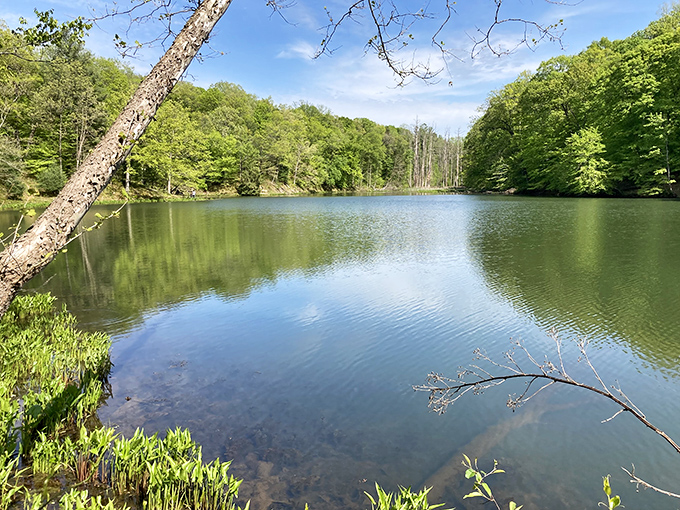 Tranquility defined: this serene lake view offers a moment of reflection that even the most dedicated smartphone addict couldn't scroll past.