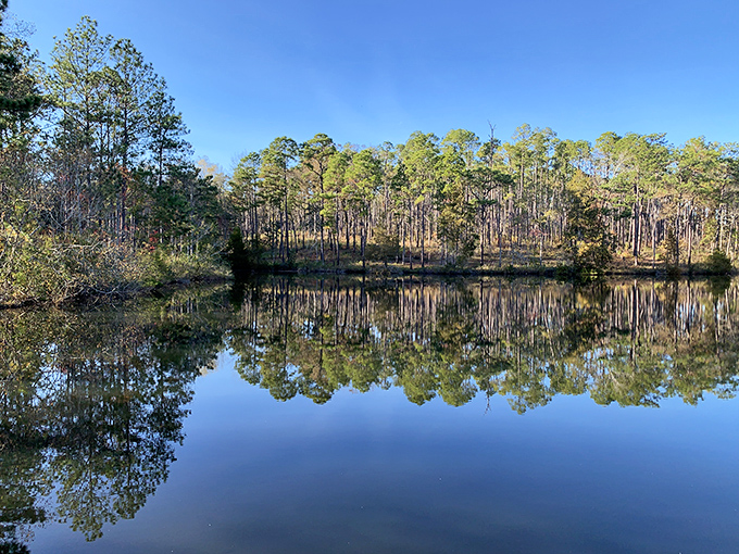Mirror, mirror on the pond &ndash; Florida's towering pines admire their reflection in waters so still you'd think time itself was taking a breather.