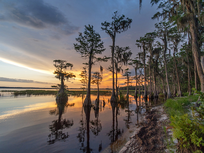 Lake Louisa's cypress-lined shores at sunset&mdash;nature's own cathedral, no admission fee required.