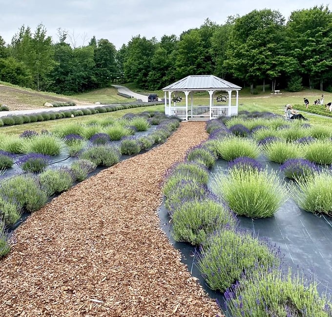 A purple paradise where lavender dreams come true &ndash; the gazebo beckons like a scene from Provence.