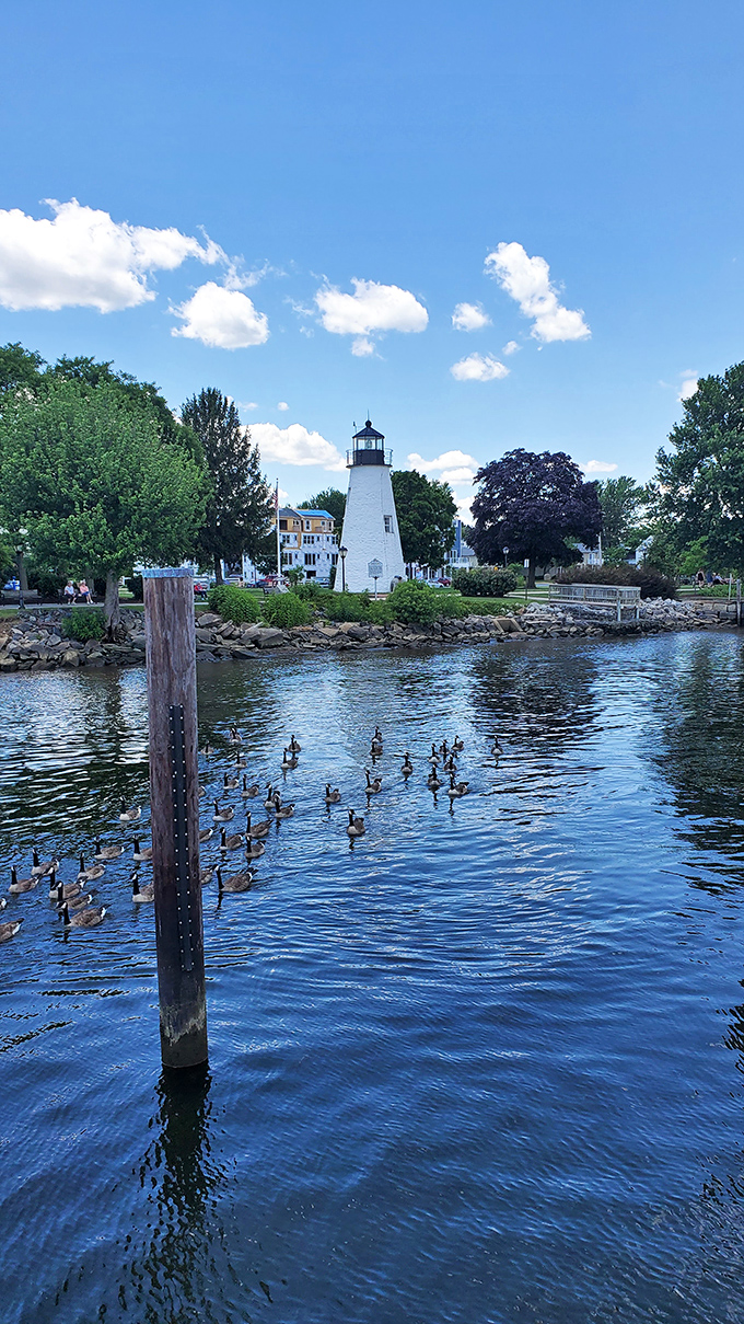 The Concord Point Lighthouse stands sentinel as geese gather for their daily waterfront meeting. Nature's perfect postcard doesn't need a filter.