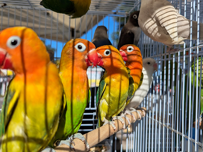 Nature's jewelry box on full display. These vibrant lovebirds create a living rainbow that makes you wonder if your house needs more feathered residents.