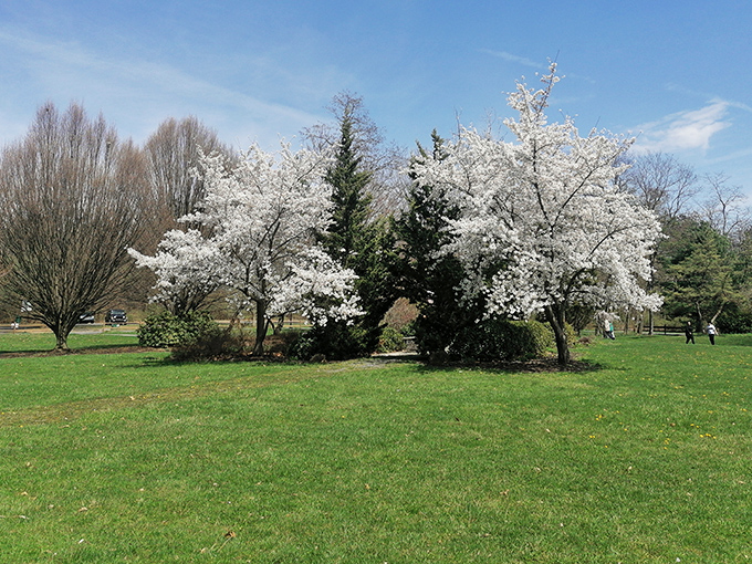 Spring explodes in a cloud of white blossoms at this Scranton park, where nature provides a free show that rivals any Broadway production.