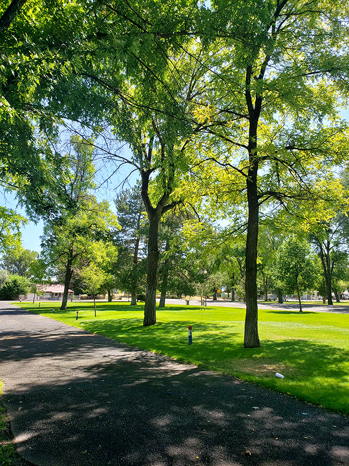 Lush green spaces provide perfect spots for contemplation, picnics, or simply remembering what real trees look like.