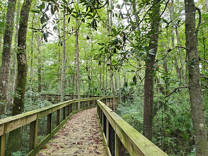 Nature's own meditation studio awaits on Monticello's boardwalk trails, where the only notifications you'll receive are from chirping birds.