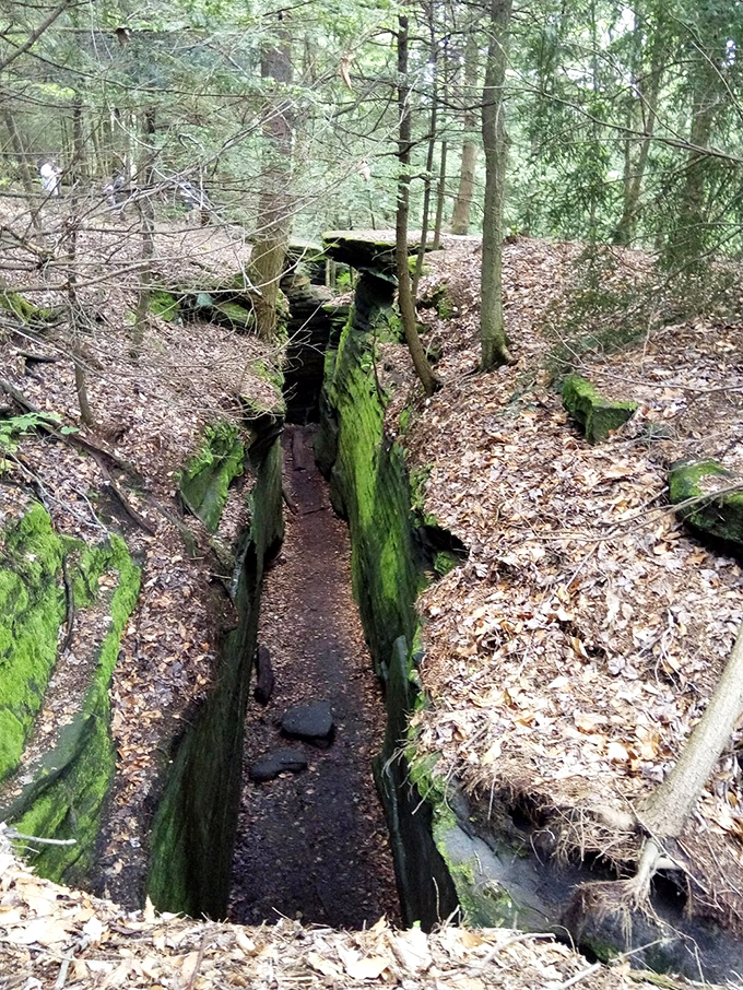 Nature's hallway: moss-covered sandstone walls create a secret passage that feels like stepping into a fantasy novel's hidden realm.