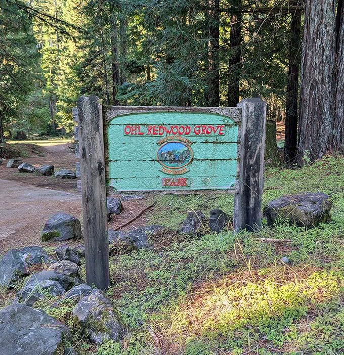 Ohl Redwood Grove Park offers nature's cathedral where sunlight filters through ancient giants, creating the kind of peace money can't buy but Social Security can afford.