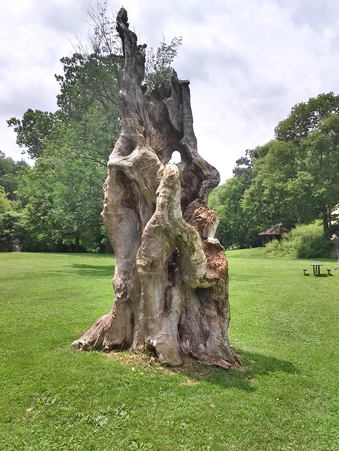 Nature's modern art installation &ndash; this ancient tree trunk stands as a testament to time, looking like it belongs in a fantasy film.