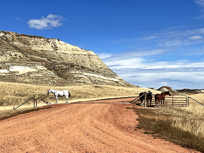 The original North Dakota traffic jam: horses claiming right-of-way on dusty trails. No honking necessary &ndash; they'll move when they're good and ready.