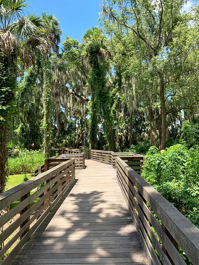 Spanish moss drapes over this wooden boardwalk like nature's own theater curtains, inviting you to explore Florida as it was before roller coasters arrived. 
