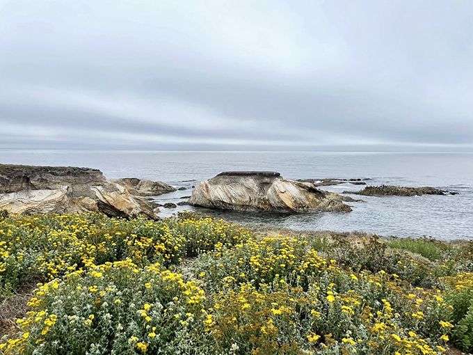 Mother Nature's spring fashion show features golden wildflowers against rugged coastline. Even the most jaded New Yorker would pause their podcast for this view.
