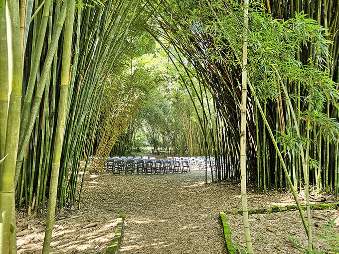 Bamboo creates nature's perfect wedding chapel. The guests are seated, the aisle awaits, and the rustling leaves provide the soundtrack.