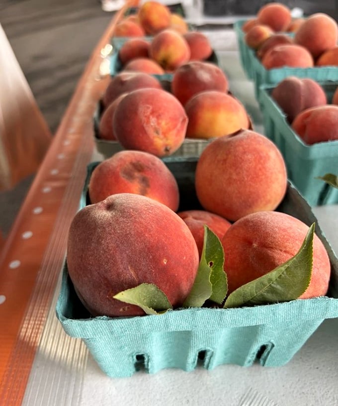 These Kansas peaches look like they're auditioning for a still-life painting. Nature's candy, complete with their own biodegradable wrappers.