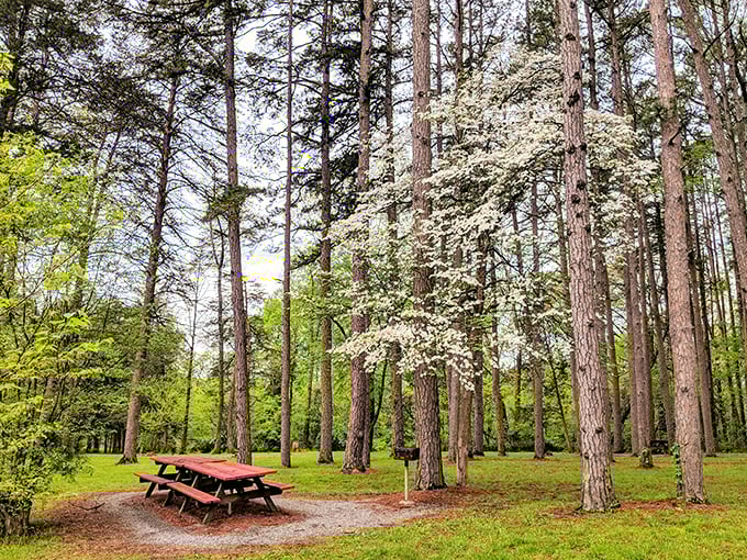Dining al fresco never looked so good. This picnic spot surrounded by towering dogwoods offers the kind of ambiance fancy restaurants try desperately to recreate.