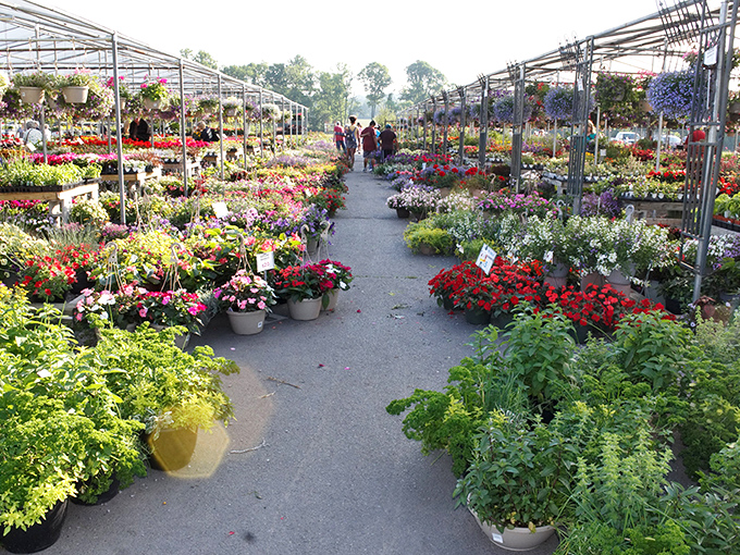 A gardener's paradise awaits in the plant section, where vibrant blooms create a kaleidoscope of colors that would make even Martha Stewart swoon.