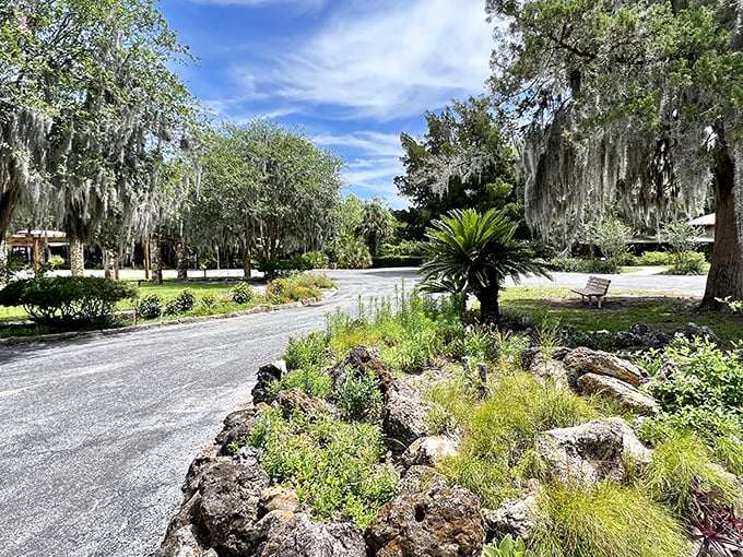 Ravine Gardens State Park showcases Florida's surprising topography, where lush vegetation and rocky outcroppings create a scene more Appalachian than peninsular.