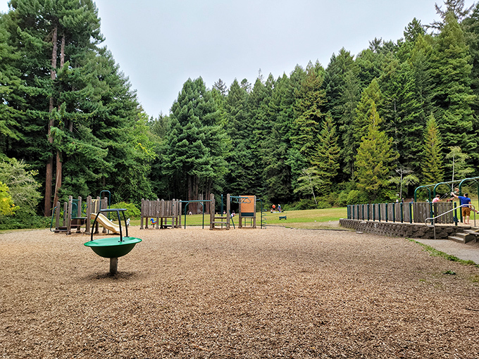 Redwood Park's playground sits like a whimsical outpost in a fairytale forest, where kids play surrounded by nature's skyscrapers.