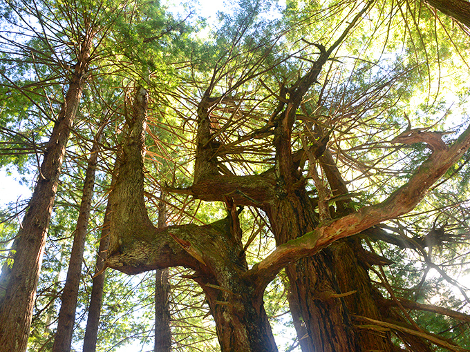 Sunlight filters through twisted branches like nature's own stained glass window, minus the hefty cathedral admission fees.