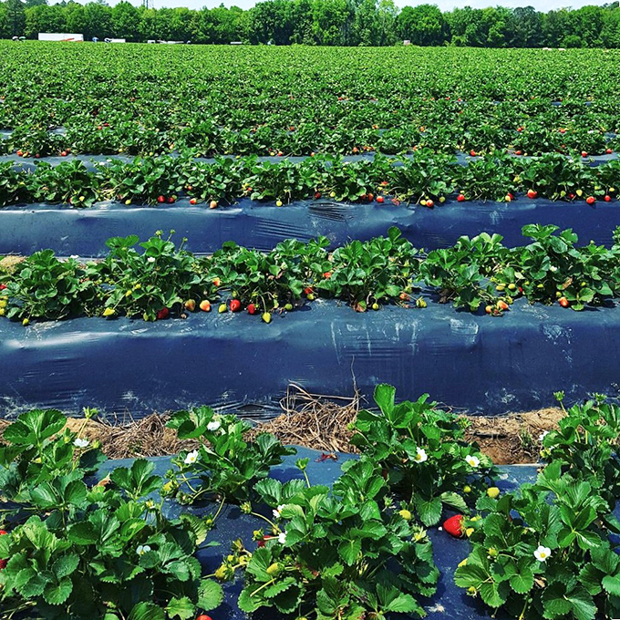 Like nature's jewelry display, ruby gems peek out from leafy green settings, tempting pickers with their sun-ripened perfection.