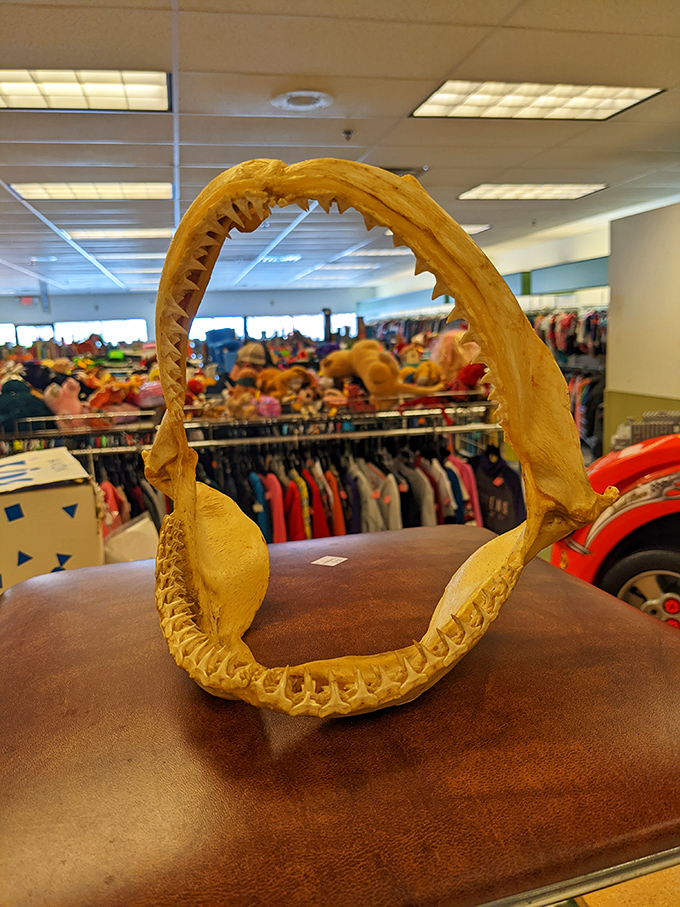 Not your average home decor! This shark jaw is the perfect conversation starter for when you're tired of talking about the weather. "Oh that? Just a little something I picked up at Goodwill."
