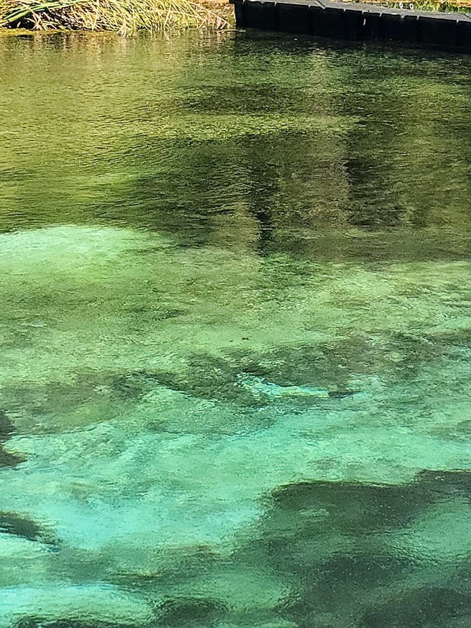 Mother Nature's own infinity pool reveals water so clear you'll swear someone sneaked in with a giant bottle of Windex. The spring's crystalline depths showcase Florida's natural splendor.