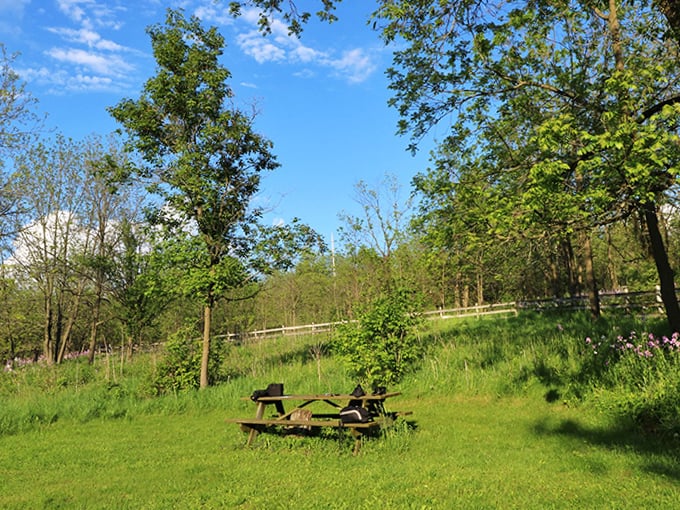 Nature reclaims its space at this peaceful meadow picnic spot, where the only deadline is sunset and the only notification is birdsong.
