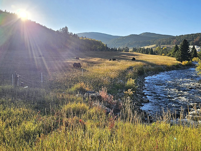 Autumn's golden touch transforms the landscape into nature's jewelry box. Those aspen trees aren't just changing colors&mdash;they're showing off.