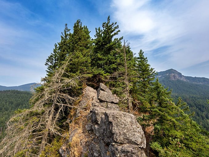 Every gnarled tree at the summit has earned its spot here, weathering wind and weather to frame your victory selfie.