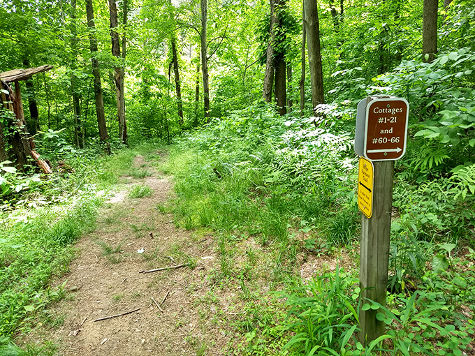The path less traveled often leads to the best discoveries. Lake Hope's network of trails invites exploration without demanding Olympic-level hiking skills.