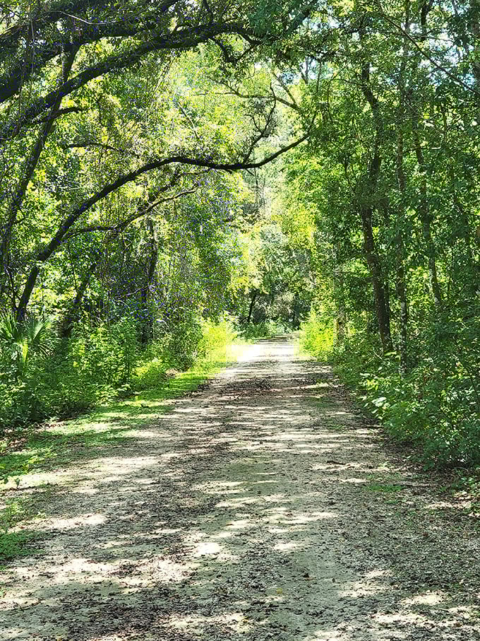 Nature's cathedral with a leafy canopy that filters sunlight into a dappled masterpiece. Cool shade on a hot Florida day.