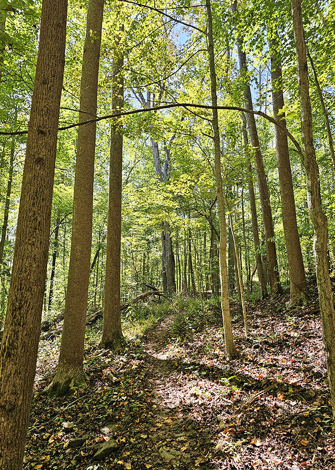 Sunlight filtering through towering trees creates nature's cathedral – hiking Tygart's trails feels like meditation in motion.