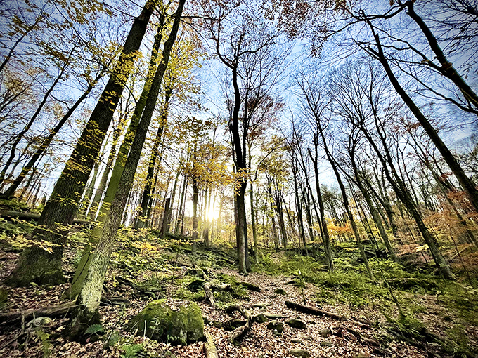 Sunlight filters through towering trees creating nature's own cathedral ceiling. Who needs stained glass when you've got this?
