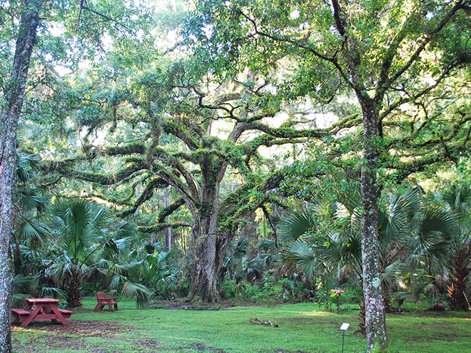This ancient oak stands like a wise elder, branches stretched wide as if saying, "Sit a spell, the emails will wait."