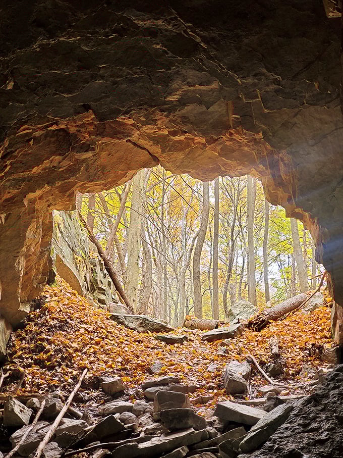 Mother Nature's picture window frames the forest beyond, autumn leaves creating a golden carpet through this natural portal.