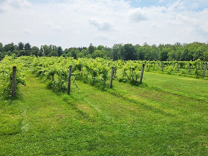 Nature's geometry lesson: perfectly aligned vines stretching toward the horizon, promising future bottles of Ohio-grown happiness.