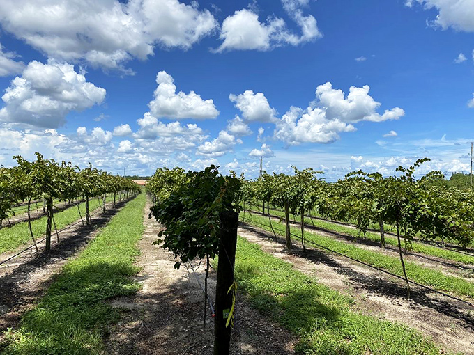 Neat rows of muscadine vines create nature's geometry lesson, stretching toward clouds that look like they were painted by a particularly ambitious Bob Ross.