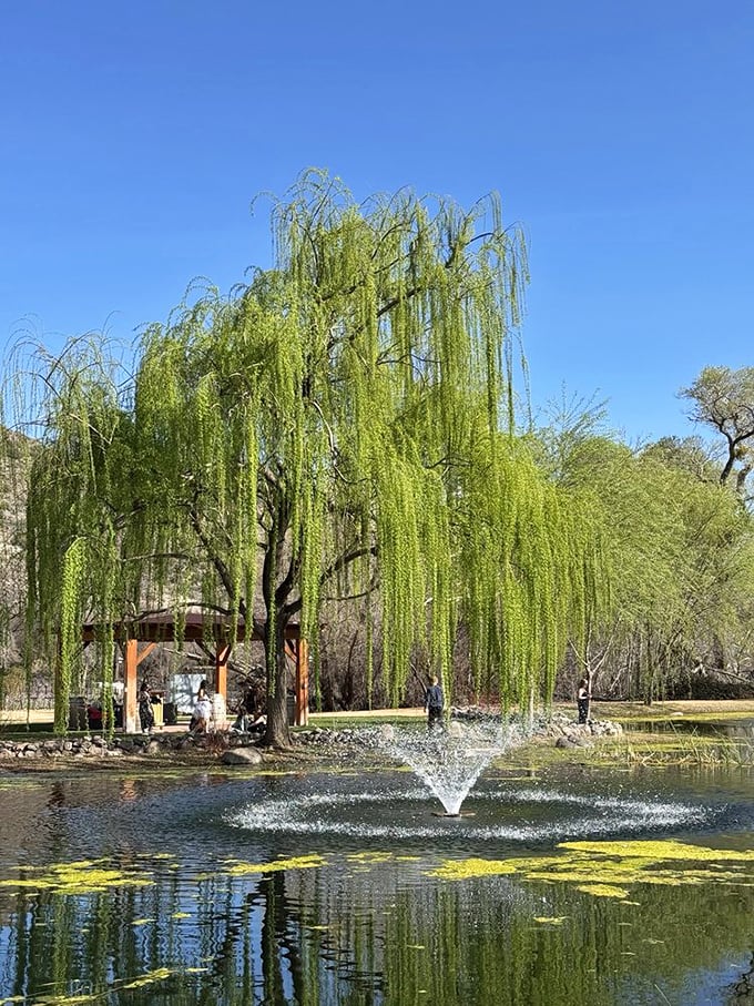 Nature showing off with this weeping willow&mdash;the tree equivalent of a supermodel posing beside a serene fountain.
