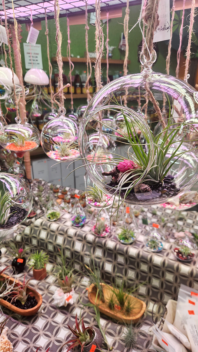 Tiny worlds suspended in glass&mdash;these hanging terrariums are like snow globes for plant people who can't be trusted with snow.