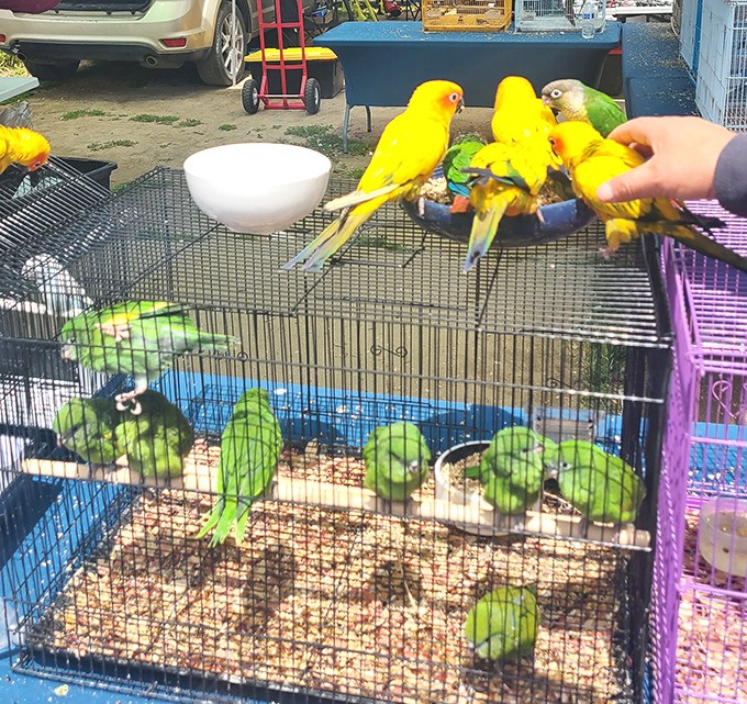 The bird section: where you can find a feathered friend who'll judge your life choices less harshly than your cat does at home.