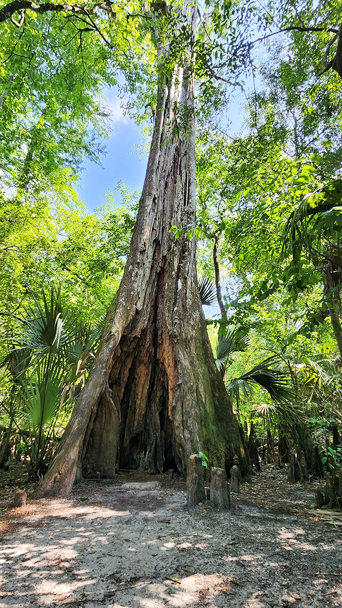 This ancient cypress reaches skyward like nature's cathedral, making you feel delightfully insignificant in the best possible way.