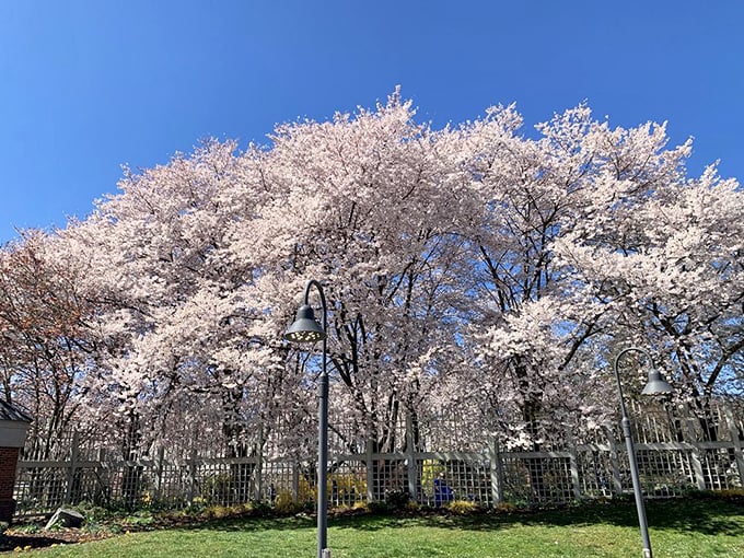 Spring's greatest hits album, now playing in Vienna, and yes, it's as dreamy as it looks.