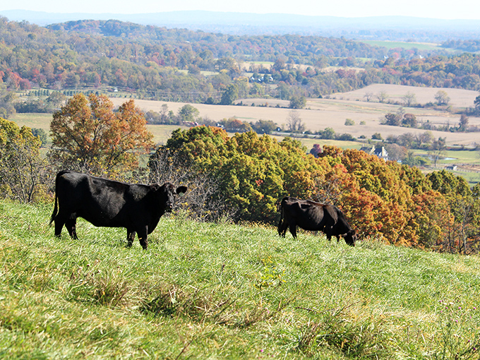 Local cattle enjoying front-row seats to views that city folks pay thousands in therapy to imagine.
